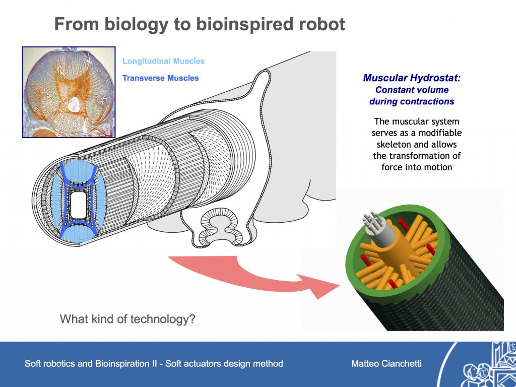 ShanghAI Lectures 2013, Lecture 6 – Soft Robotics and Bioinspiration II ... ShanghAI Lectures 2013, Lecture 6 – Soft Robotics and Bioinspiration II ...