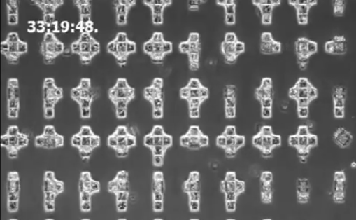 Cell origami - Robohub