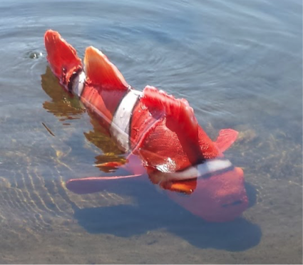 A robotic fish to save the seas - Robohub