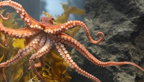 Octopus points to the future for keyhole surgery - Robohub