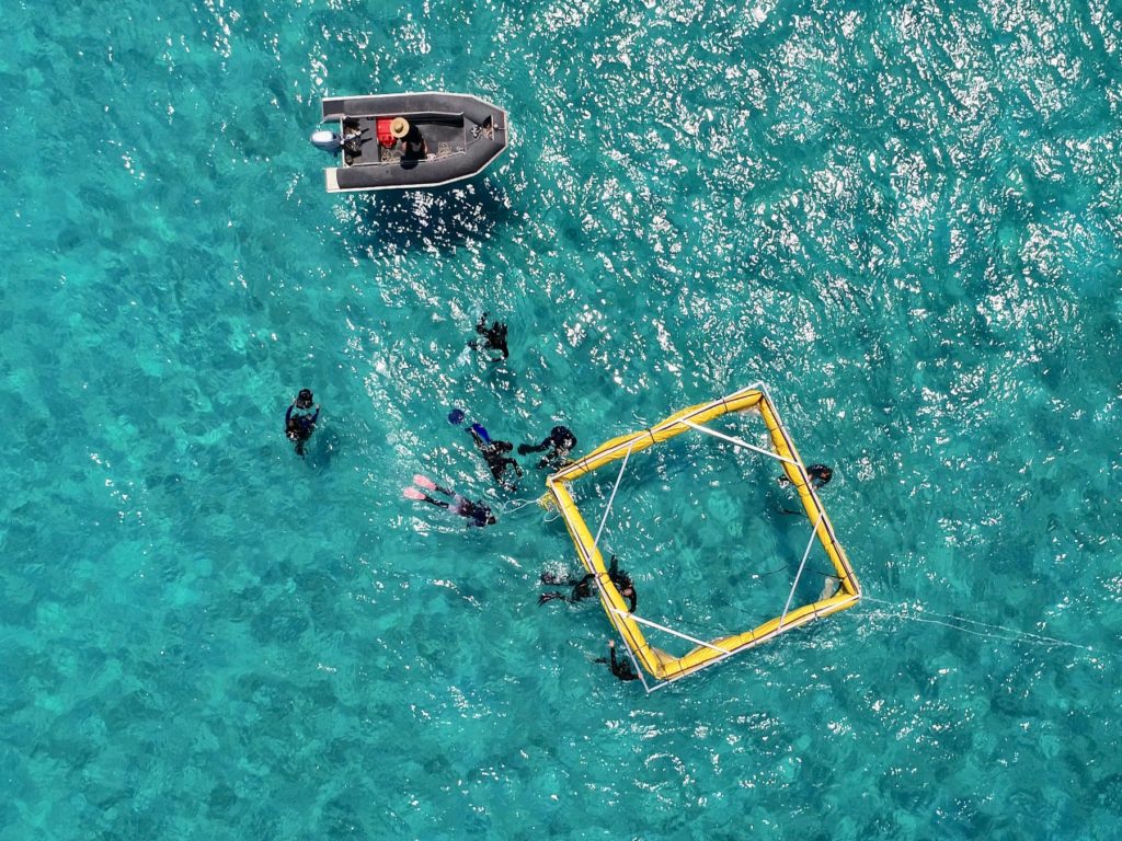 Robot makes world-first baby coral delivery to Great Barrier Reef - Robohub
