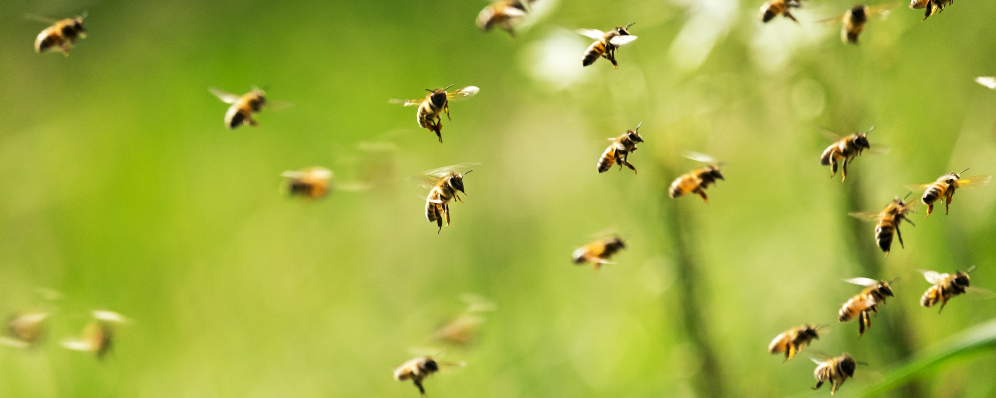 Robotic bees and roots offer hope of healthier environment and ...